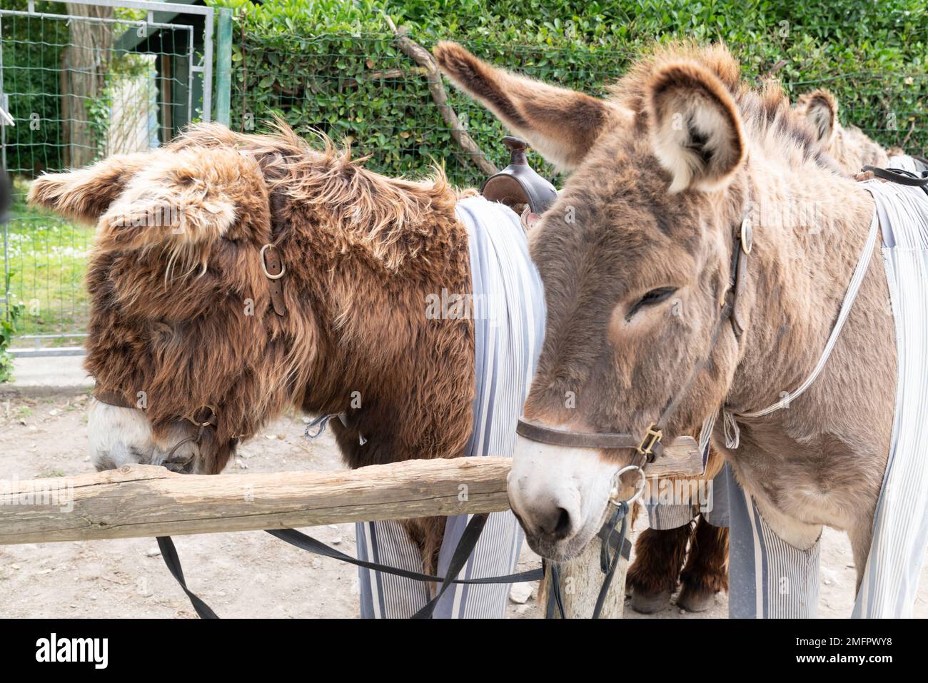 two french donkey in ile de Re in french country for tourism travel ...