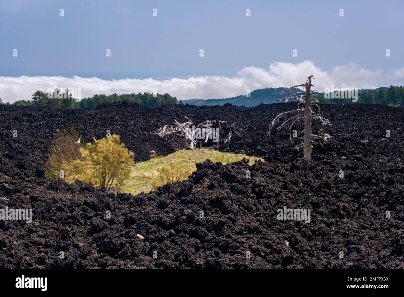 Landscape with solidified lava on the slopes of Mt. Etna, with more ...