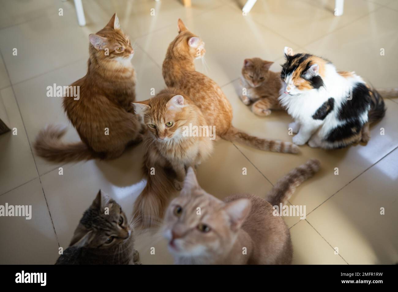 A group of cats in a cat cafe. Charity space Stock Photo - Alamy