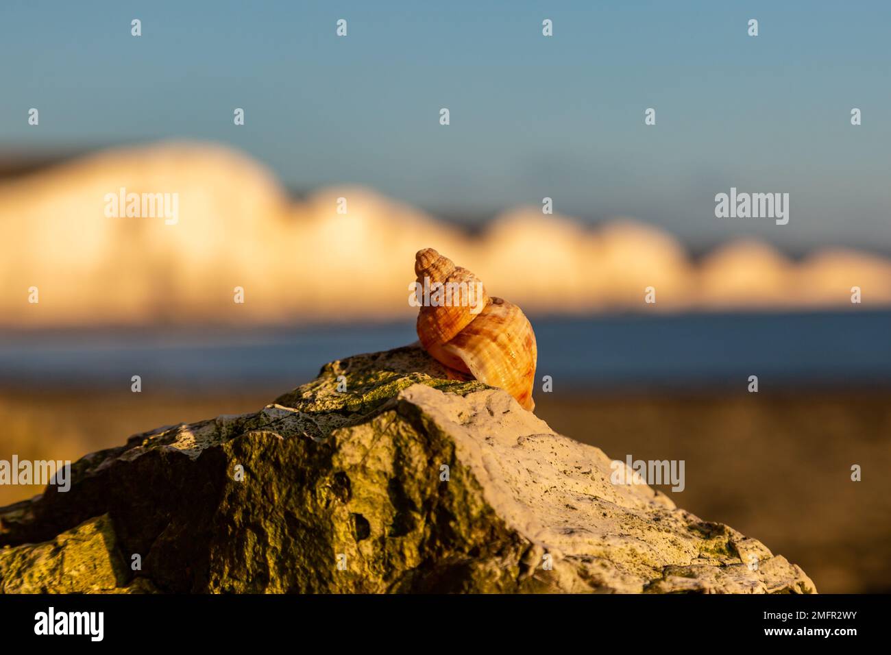 A close up of a whelk shell sitting on a rock, with the Seven Sisters ...