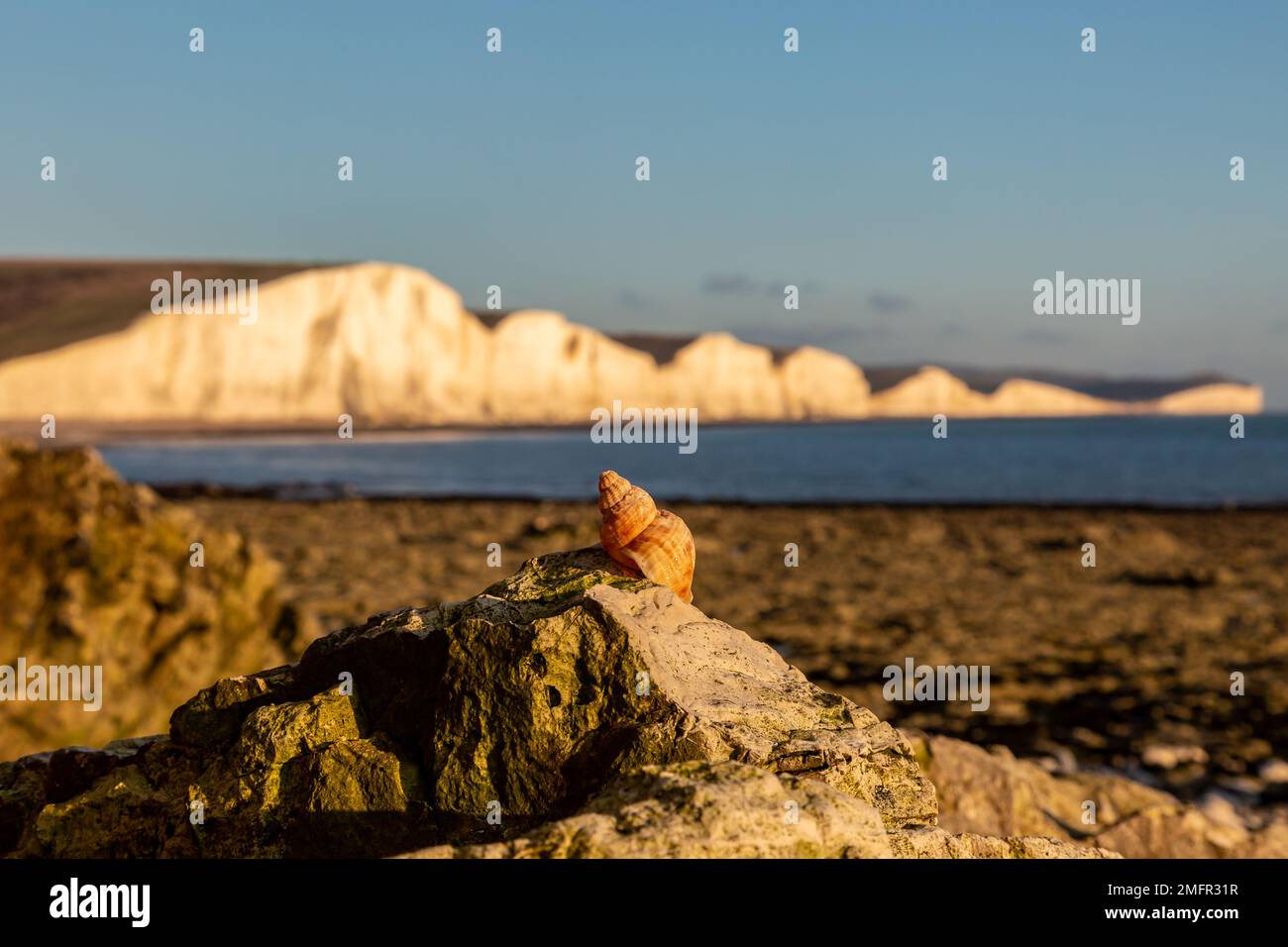A close up of a whelk shell sitting on a rock, with the Seven Sisters ...