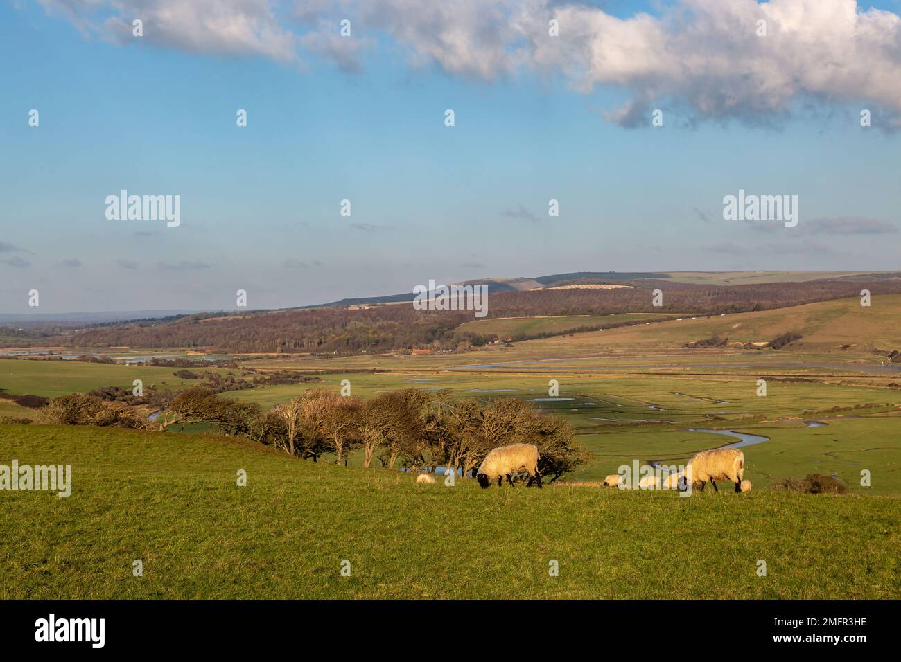 Sheep grazing on a hillside above Cuckmere Haven Stock Photo - Alamy