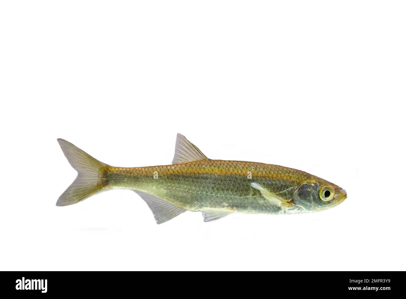 Bleak fish Cut Out Stock Images & Pictures - Alamy