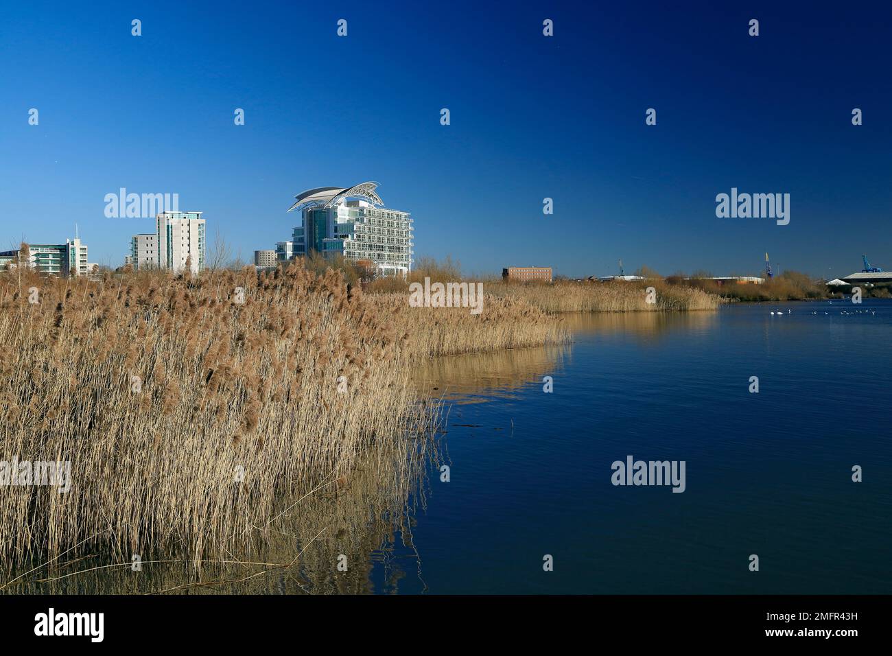 Cardiff Bay Wetlands Nature Reserve, Cardiff Bay, South Wales, UK Stock ...