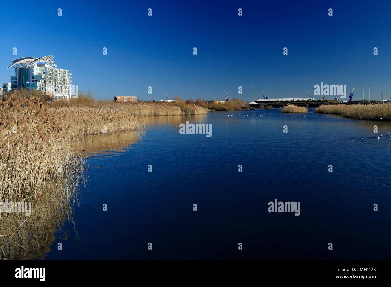 Cardiff Bay Wetlands Nature Reserve, Cardiff Bay, South Wales, UK Stock ...