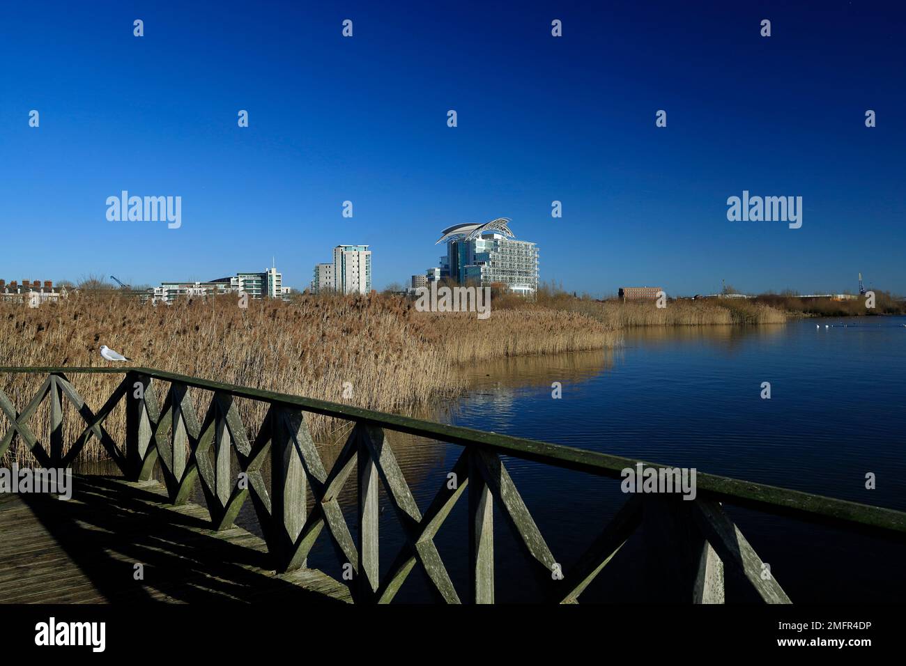 Cardiff Bay Wetlands Nature Reserve, Cardiff Bay, South Wales, UK Stock ...