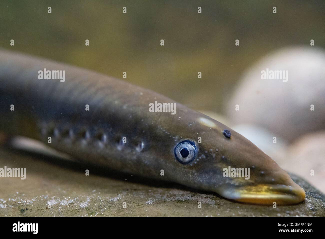 Lampreys hi-res stock photography and images - Alamy