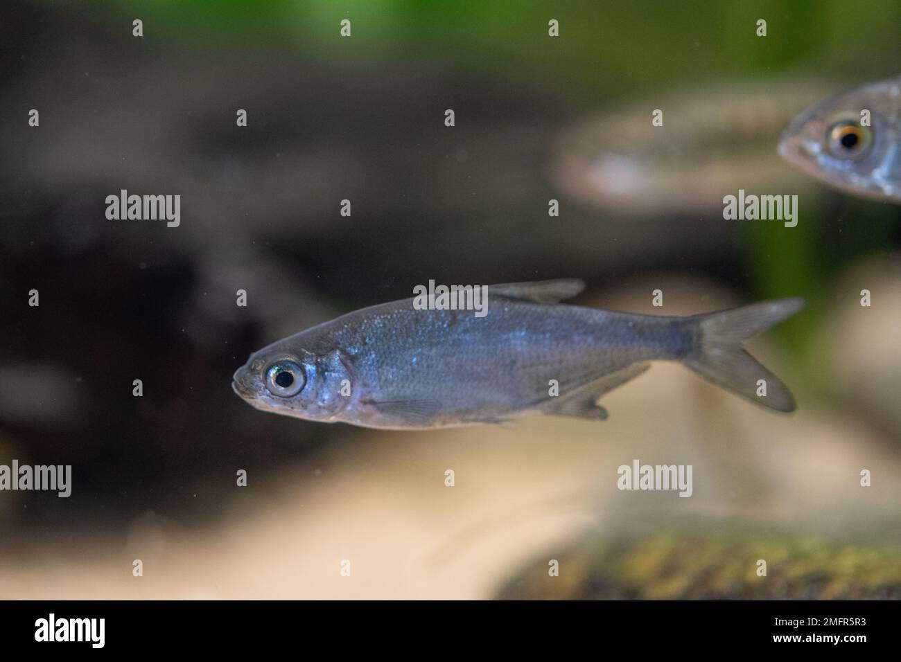 common bream or skimmer bream close up Stock Photo - Alamy