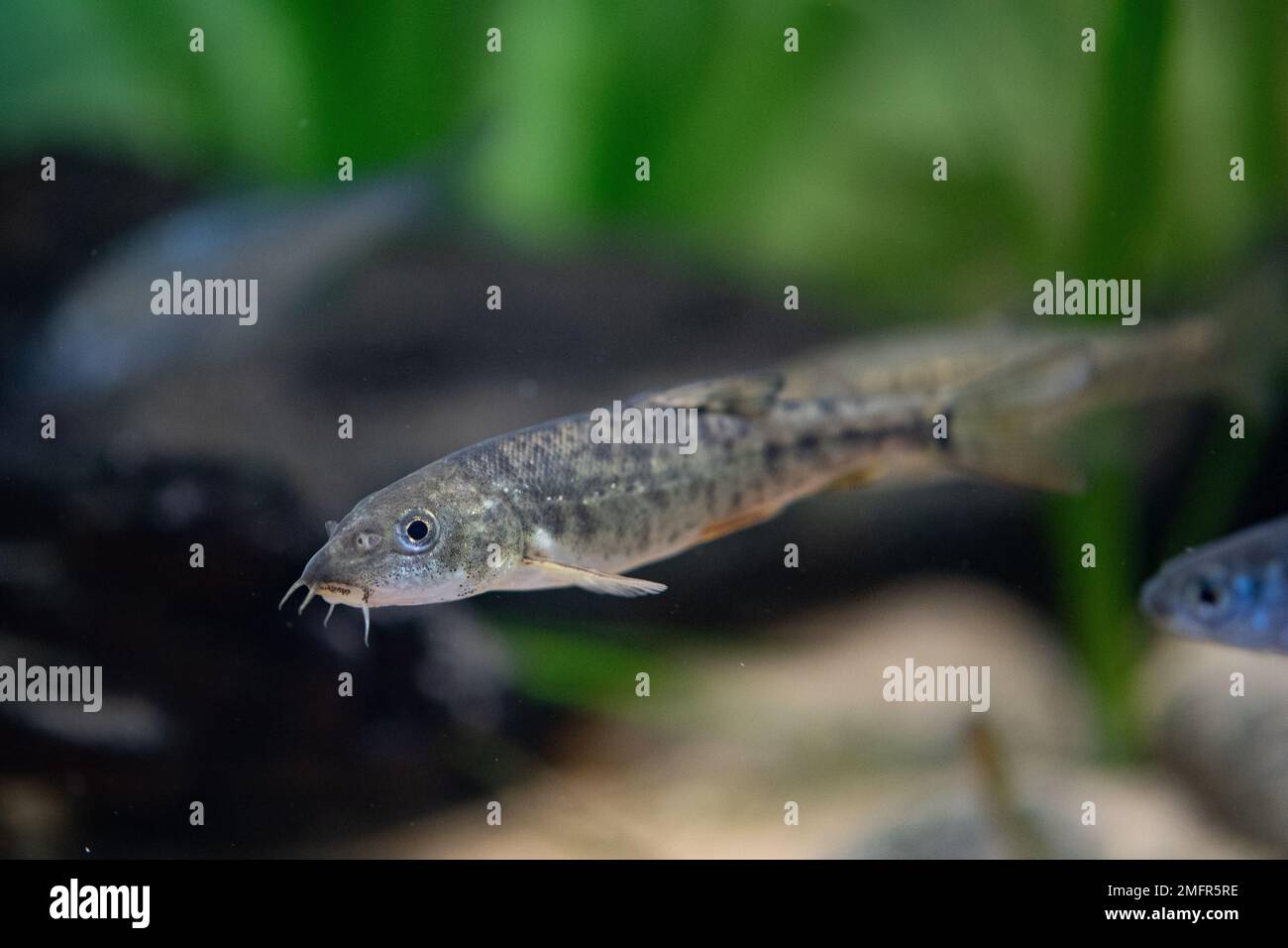 small photo of a barbel Stock Photo - Alamy