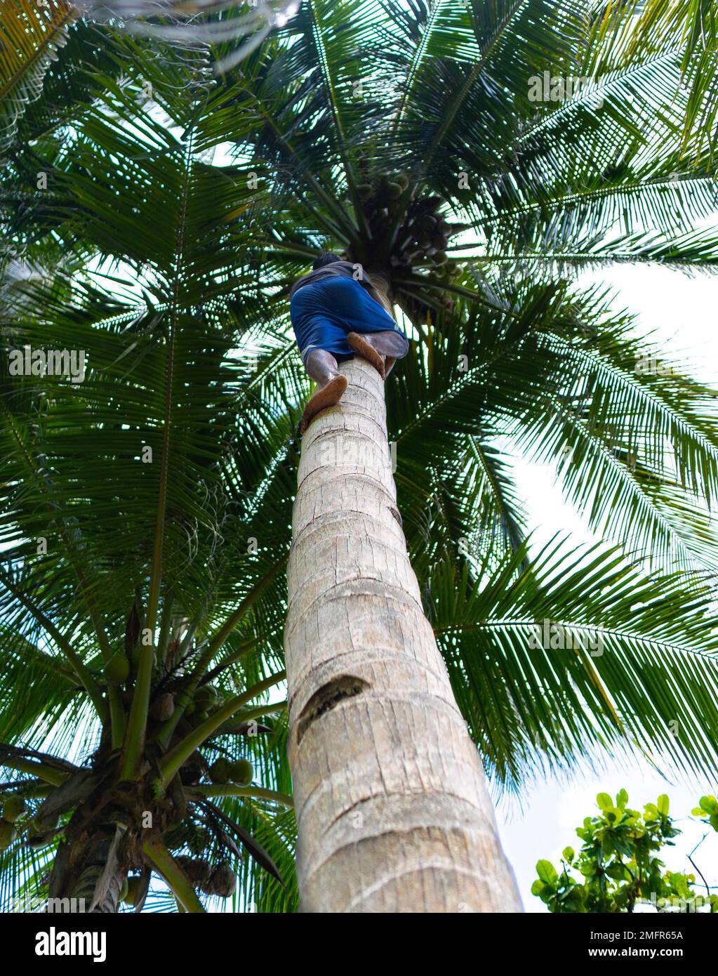 Coconut plantation philippines hi-res stock photography and images - Alamy