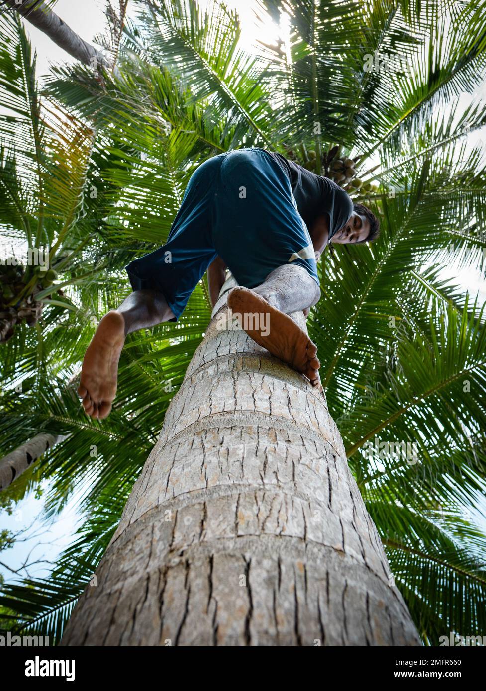 young filipino man taking coconut from a palm tree on a tropical island ...