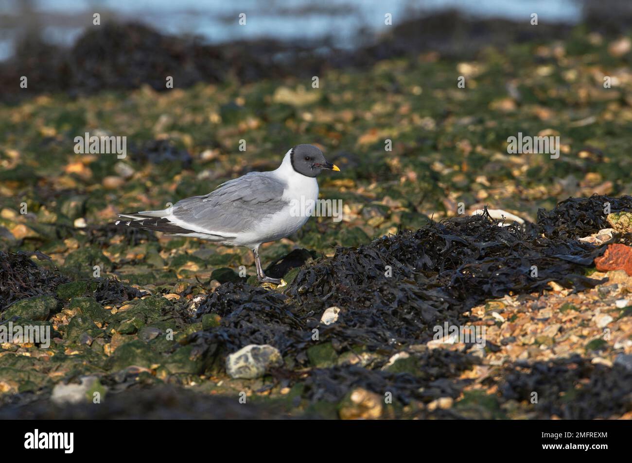 Sabine's gull (Xema sabini) in breeding plumage Stock Photo - Alamy