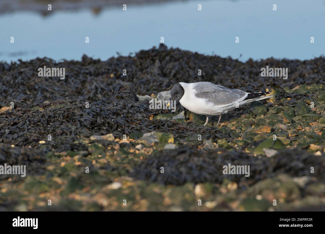 Sabine's gull (Xema sabini) in breeding plumage Stock Photo - Alamy