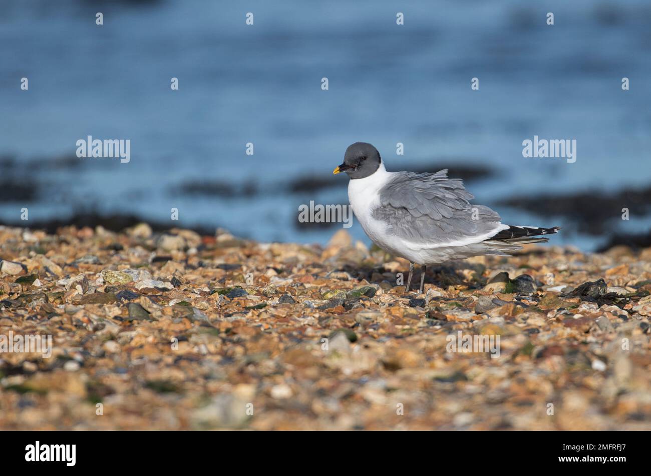 Sabine's gull (Xema sabini) in breeding plumage Stock Photo - Alamy