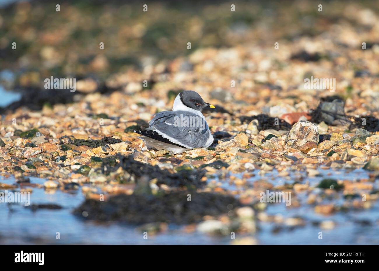 Sabine's gull (Xema sabini) in breeding plumage Stock Photo - Alamy