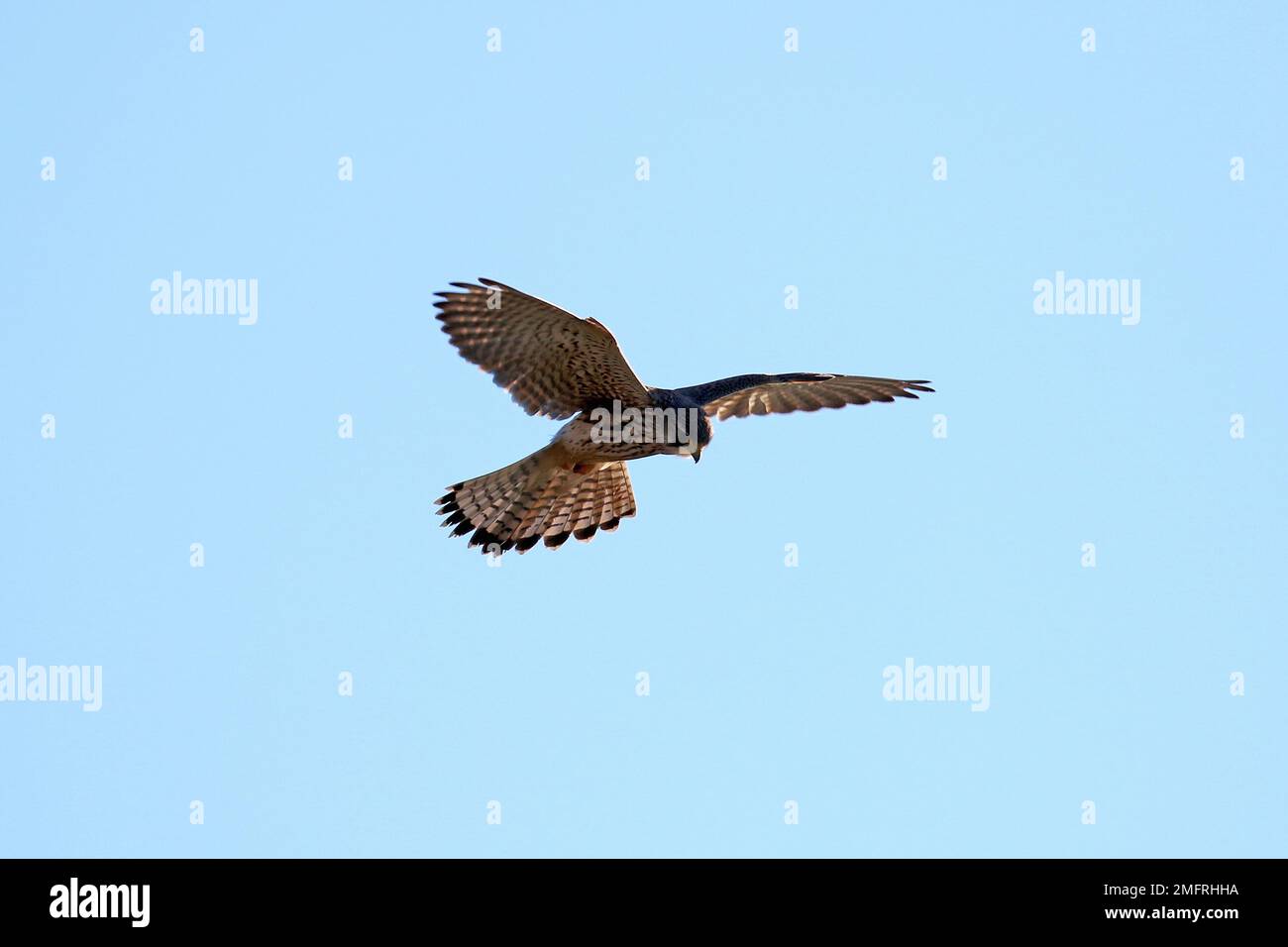Kestrel hovering at Far Ings National Nature Reserve, Lincolnshire ...