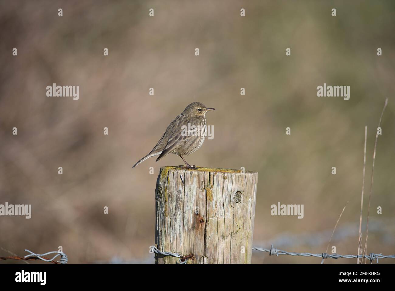 Anthus petrosus petrosus hi-res stock photography and images - Alamy