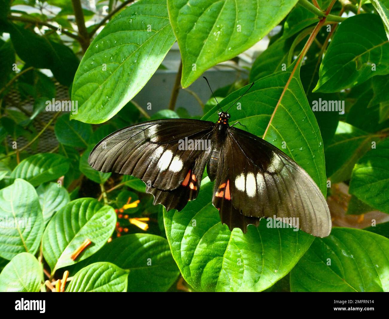 A Ruby-spotted Swallowtail (Papilio anchisiades) on a green leaf Stock ...