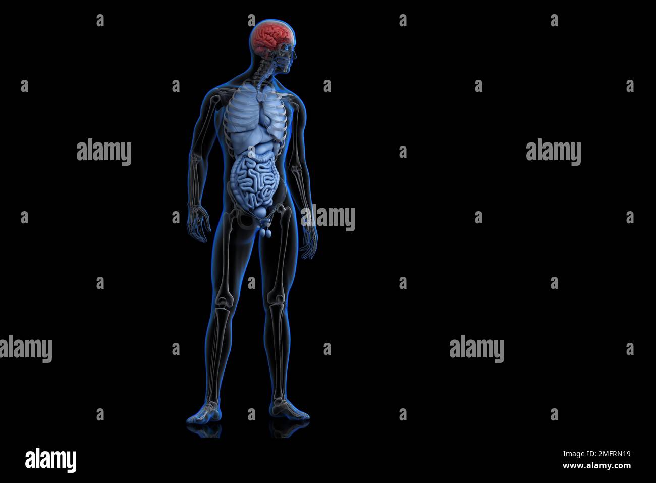 Illustration of human anatomy with highlighted brain. 3D illustration ...