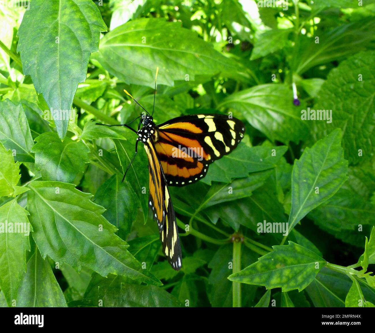 A Tiger-striped Longwing butterfly (Heliconius ismenius) on a green ...