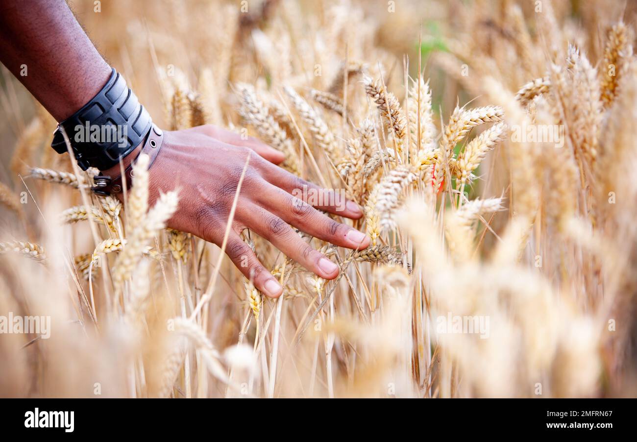 Bringing in the Harvest. Close detail of a farmers hand running through ...