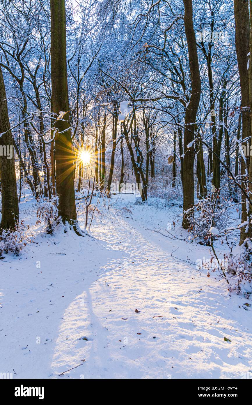 Evening sunlight on early winter snow in Witcombe Wood near the ...