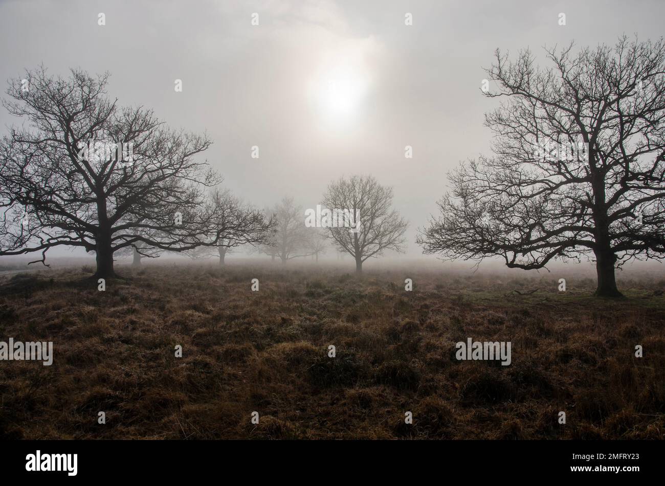 Sun breaking through the fog above a landscape with low vegetation and ...