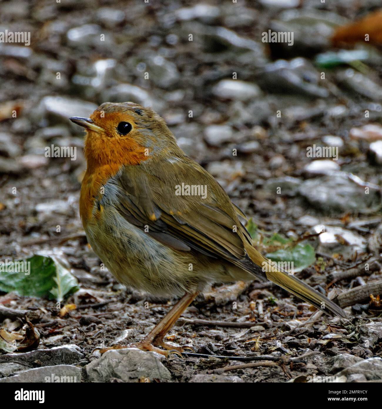 British icon bird the robin hi-res stock photography and images - Alamy