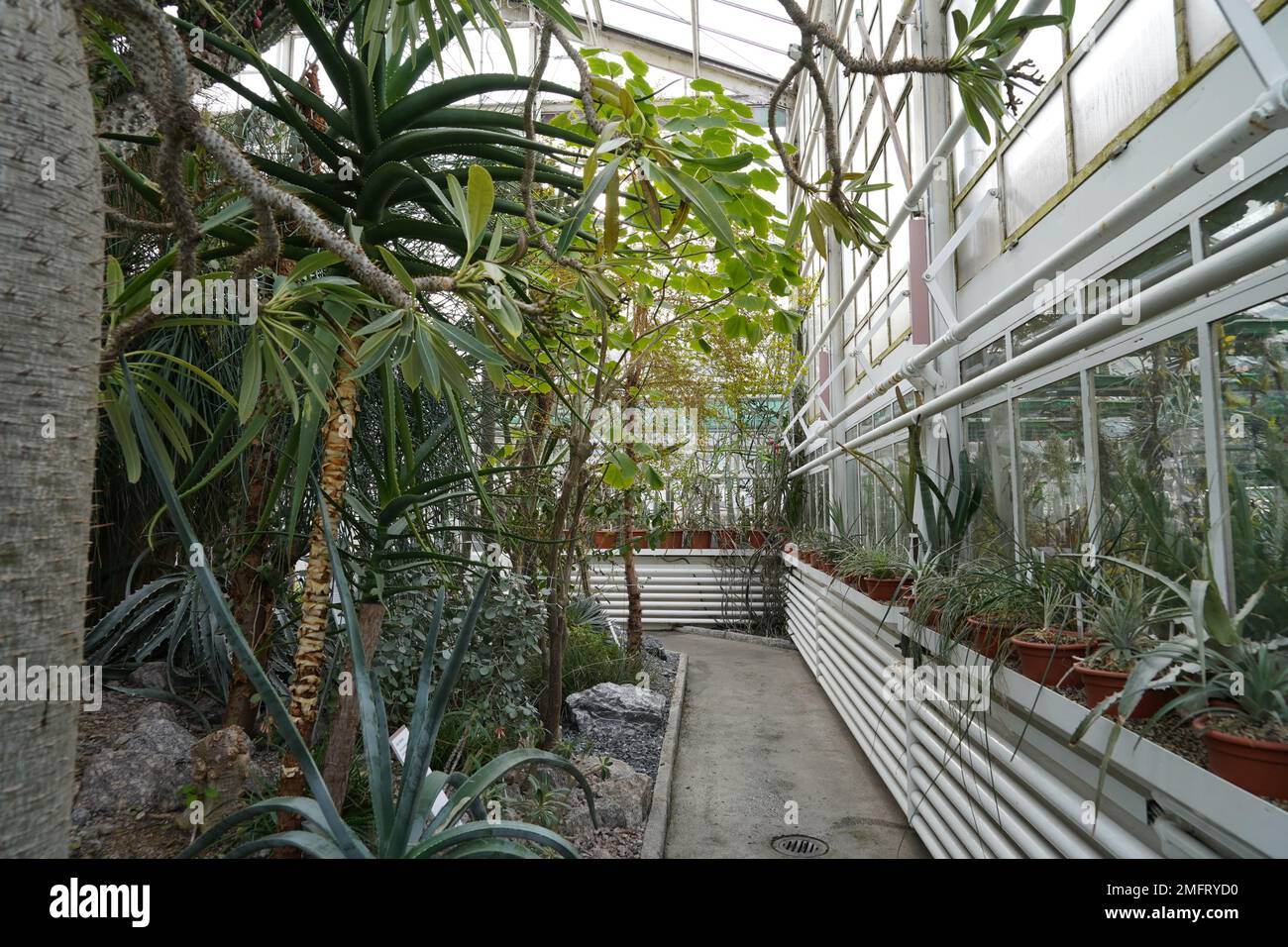 Greenhouse with exotic plants, mostly succulents and cactuses ...