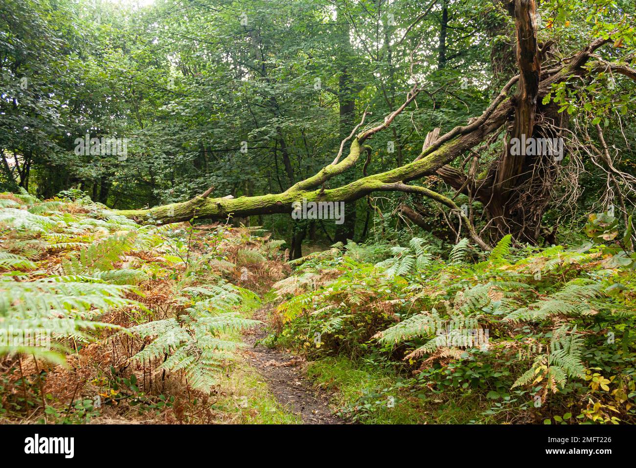 Fallen tree ferns hi-res stock photography and images - Alamy