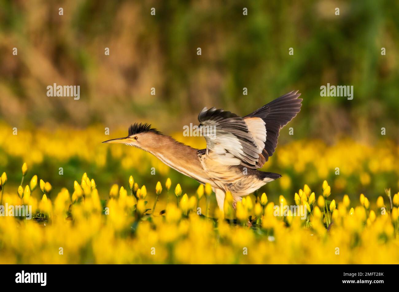 Little Bittern (Ixobrychus minutus) in fluttering flight hunting prey ...
