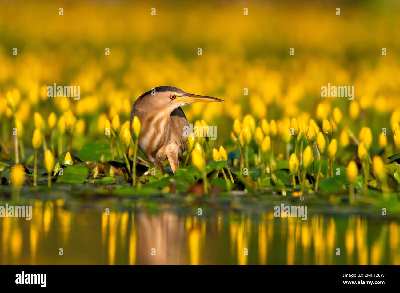 Little Bittern (Ixobrychus minutus) hunting for prey, pond with sea can ...