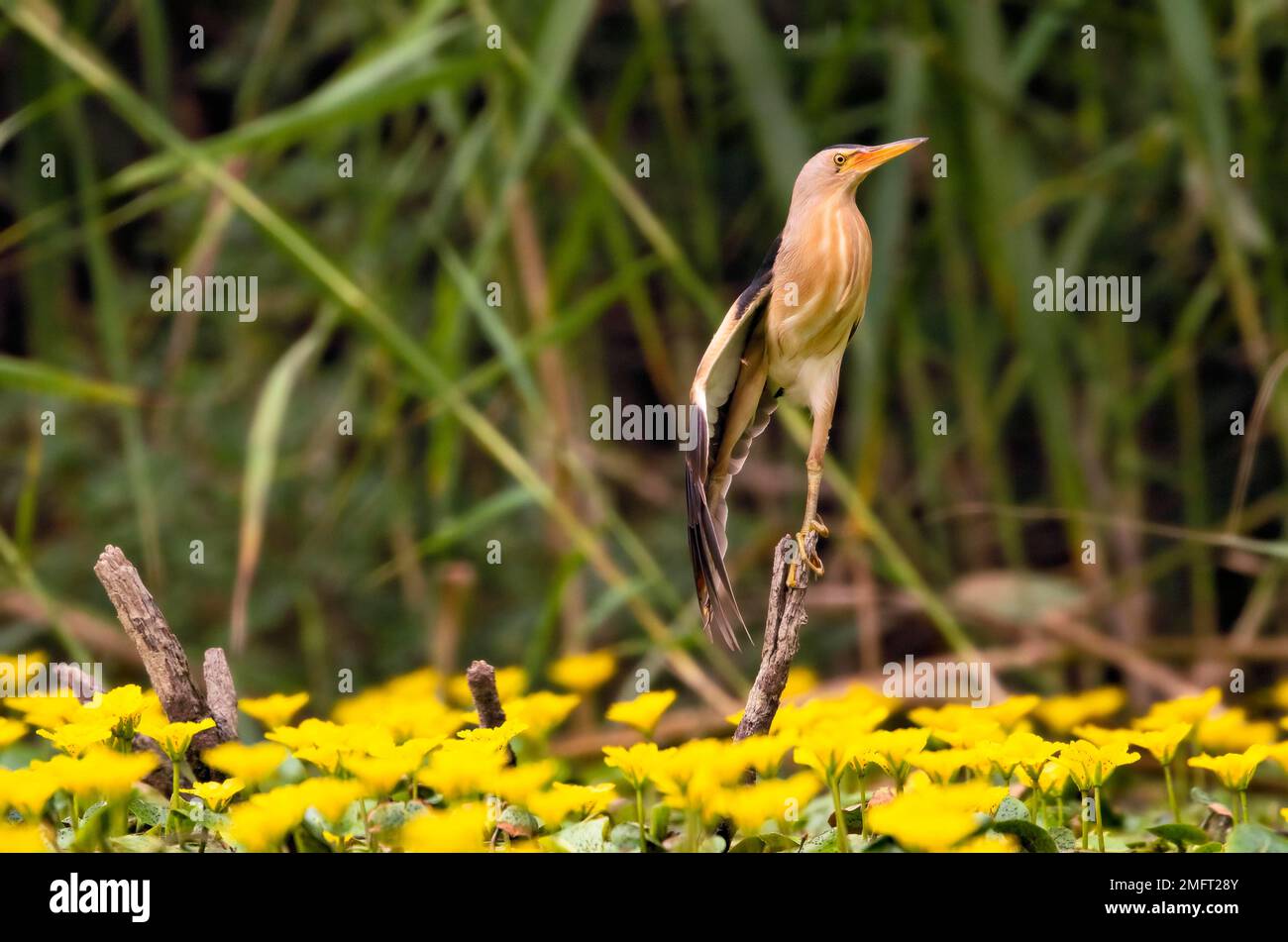 Little Bittern (Ixobrychus minutus) stretches standing on one leg, pond ...