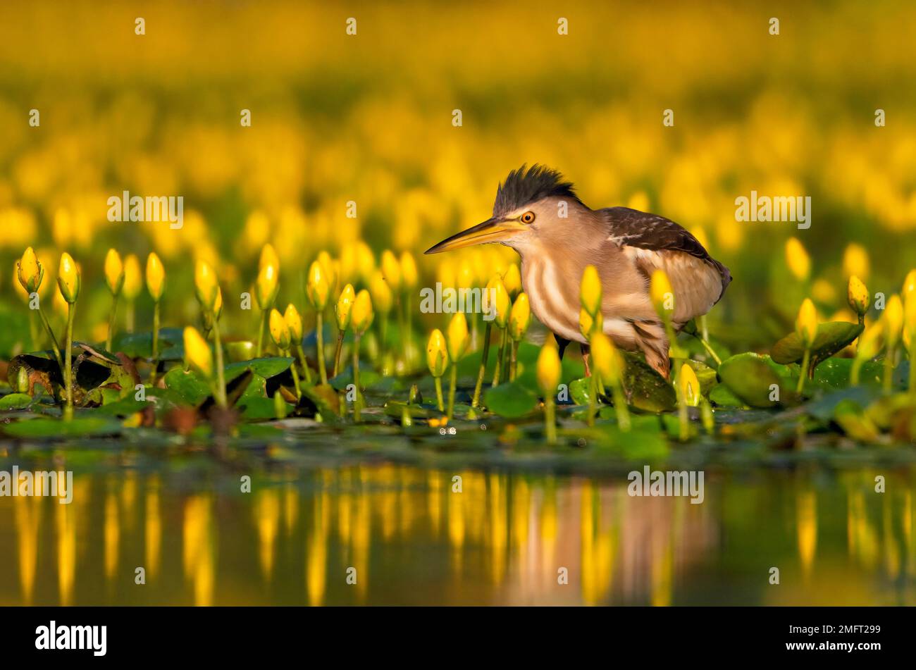 Little Bittern (Ixobrychus minutus) hunting for prey, pond with sea can ...