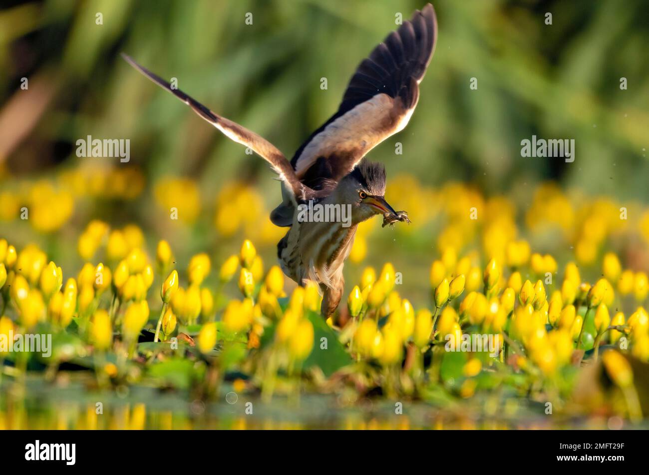 Little Bittern (Ixobrychus minutus) with young frog captured in ...