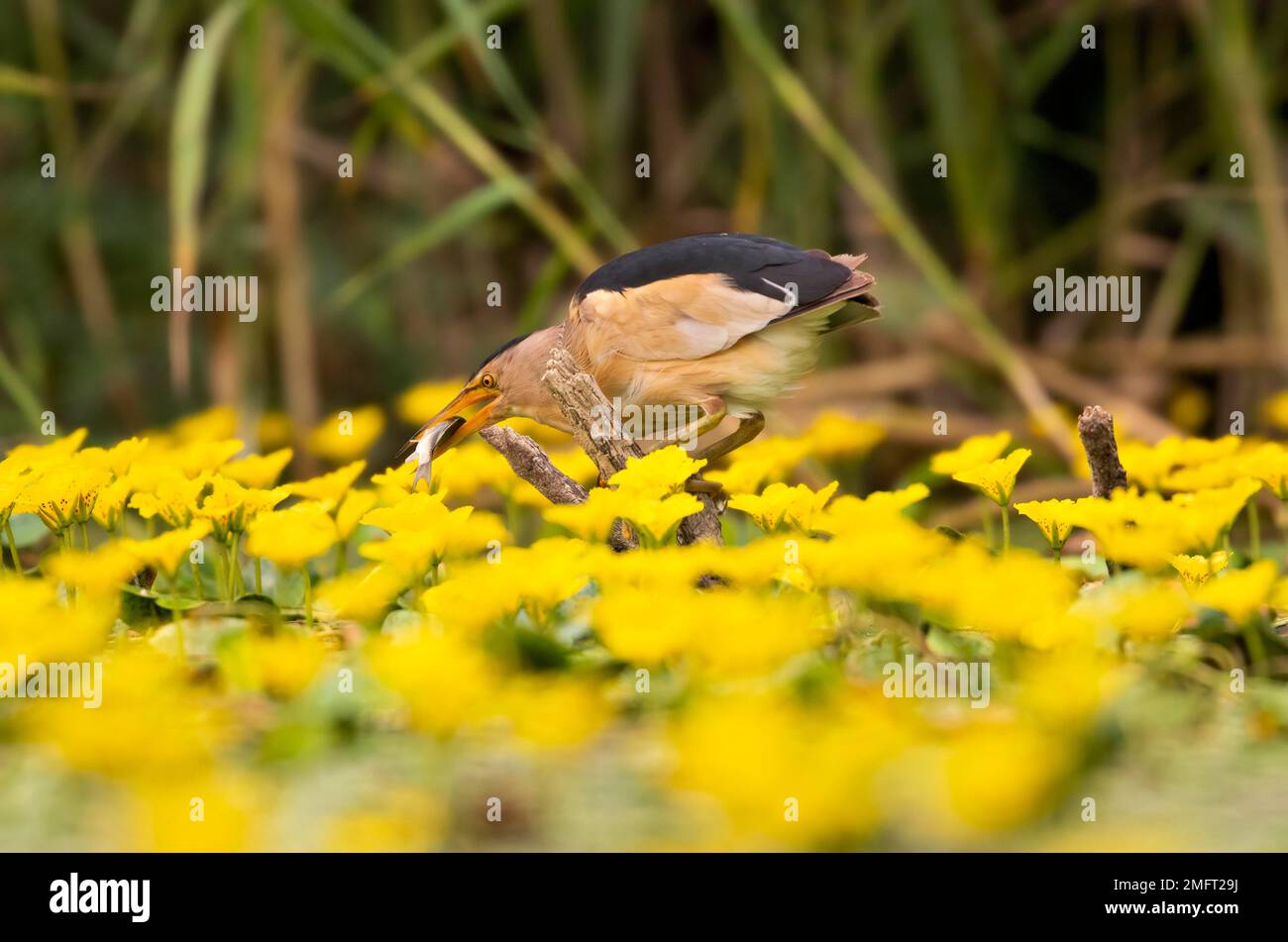 Little Bittern (Ixobrychus minutus) fishing, pond with sea can ...