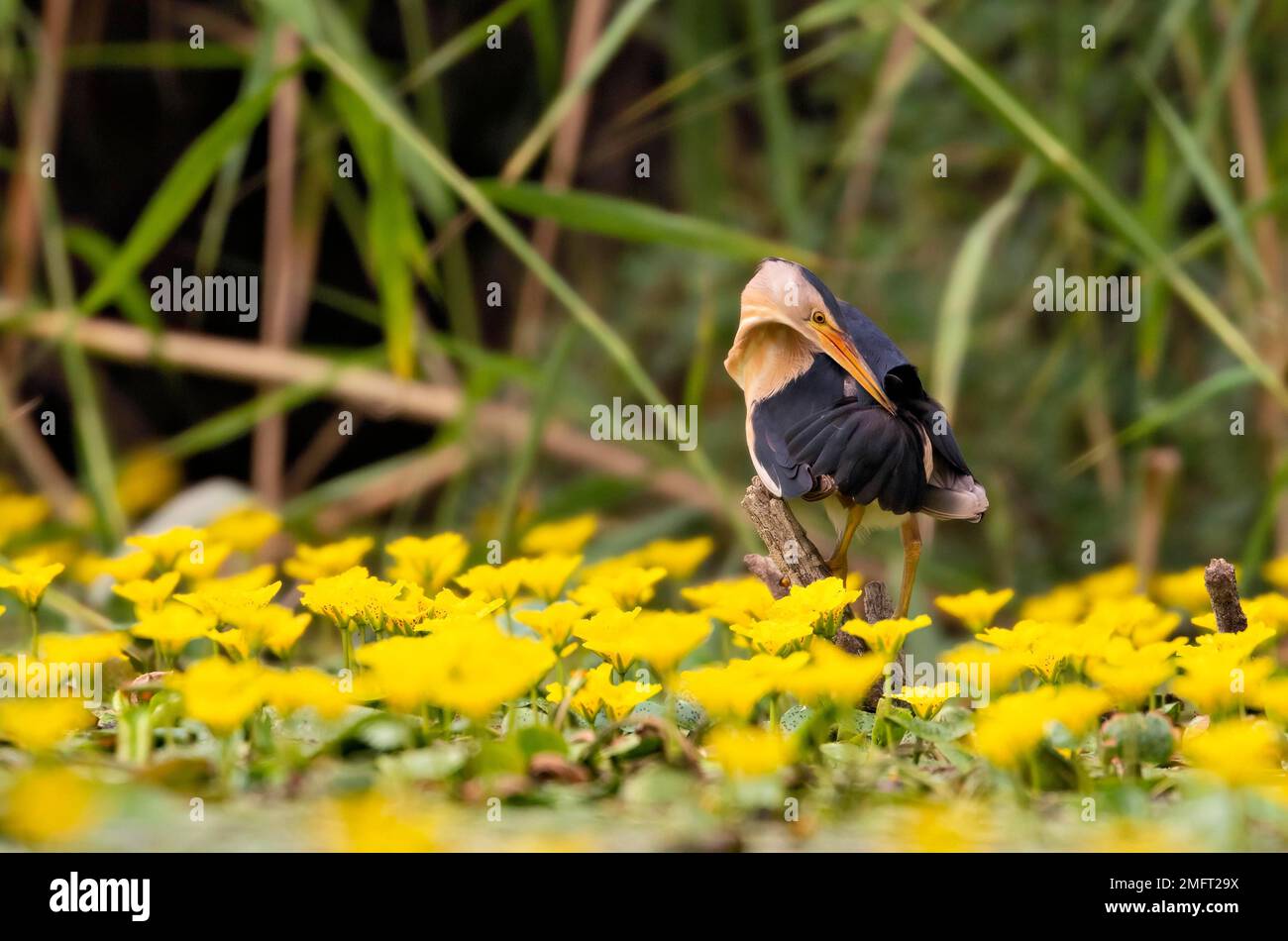 Little Bittern (Ixobrychus minutus) at plumage care, pond with sea can ...