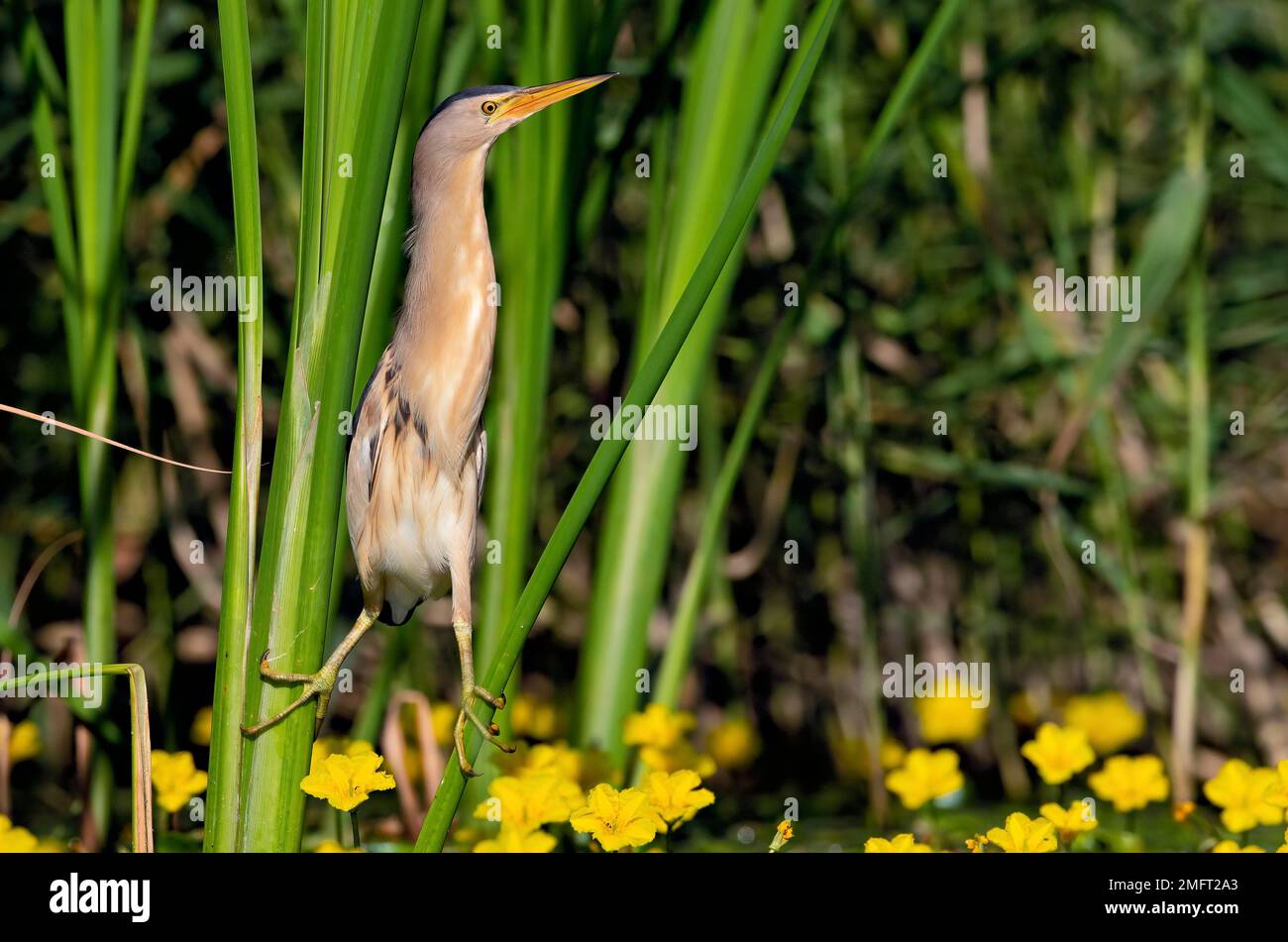 Little Bittern (Ixobrychus minutus) holding onto cattail leaves in an ...