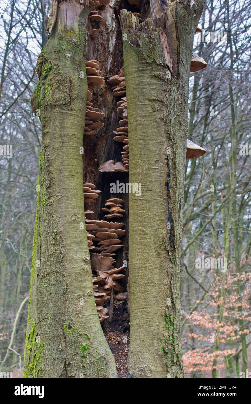 Fungal infestation hi-res stock photography and images - Alamy