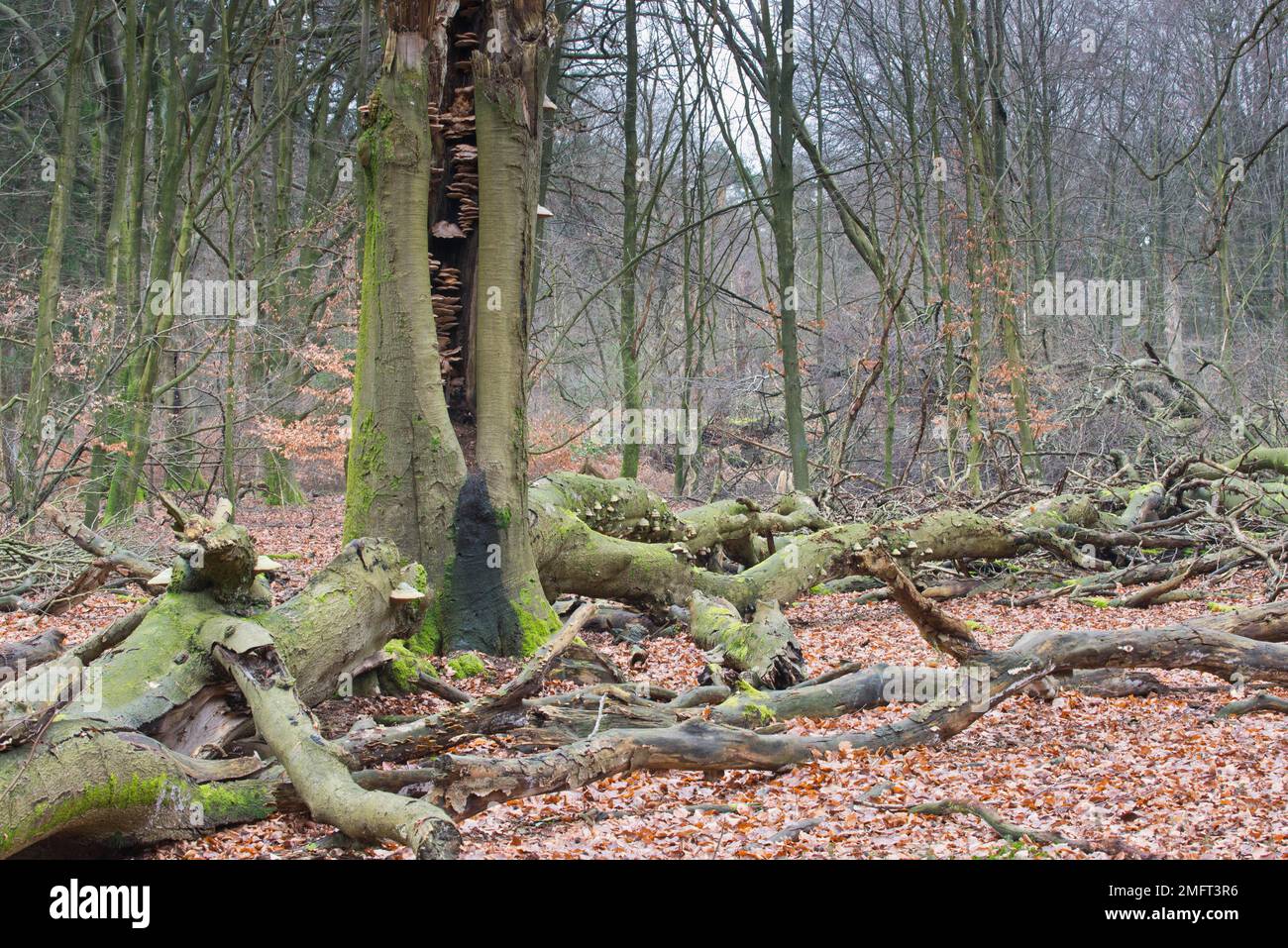 Fungal infestation hi-res stock photography and images - Alamy
