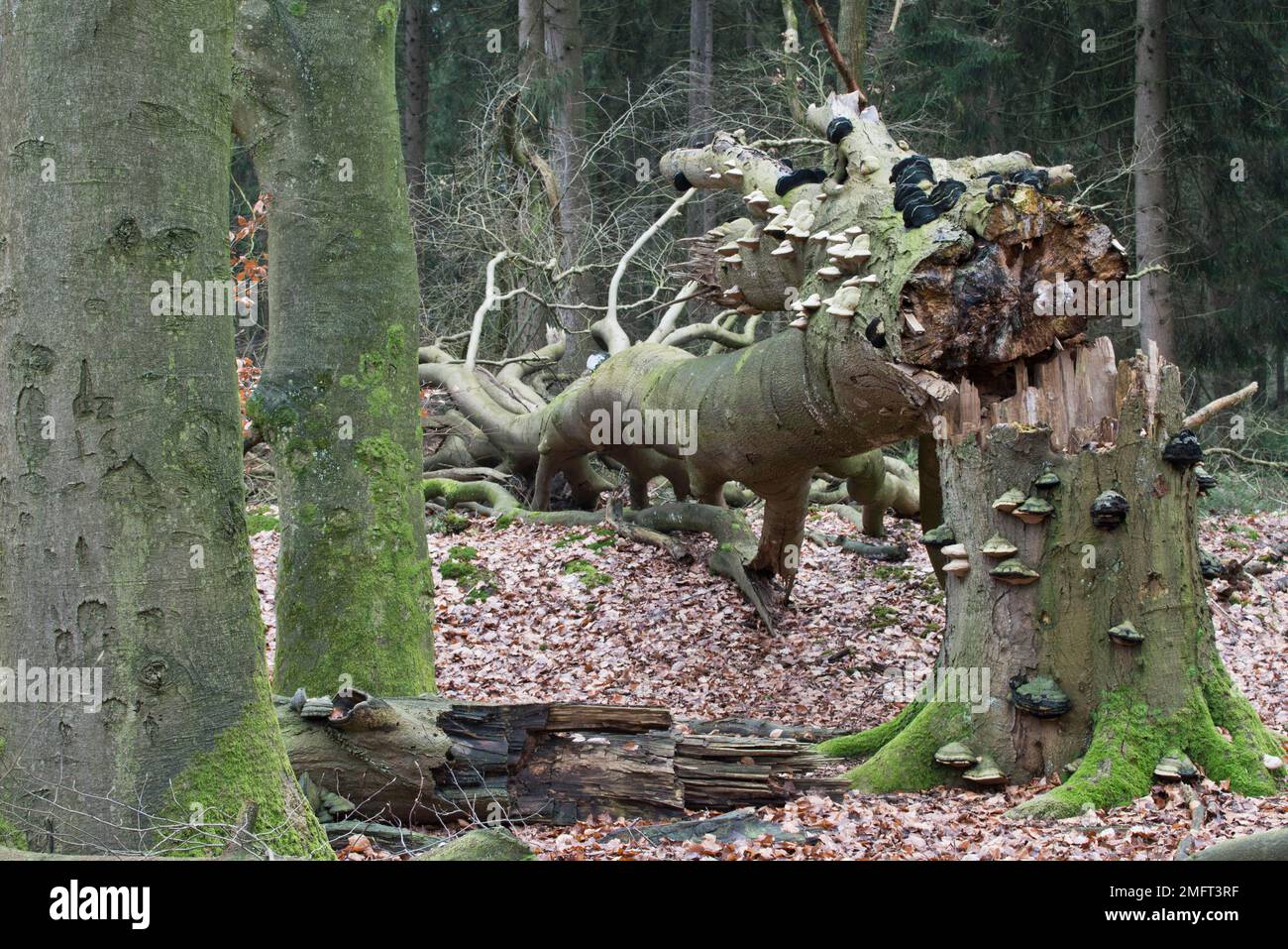 Fungal infestation hi-res stock photography and images - Alamy