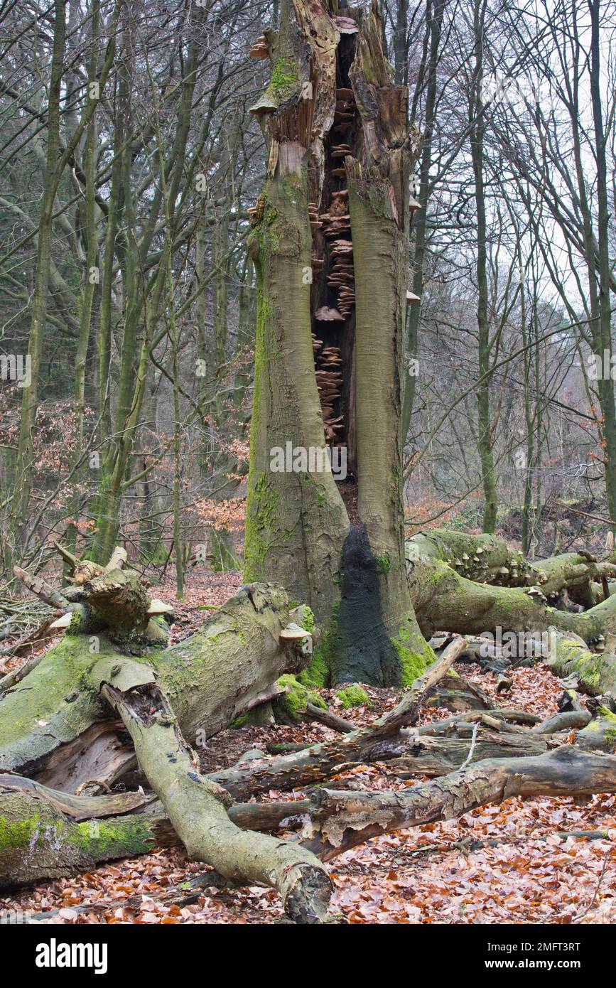 Dead beech (Fagus sylvatica) trees with fungal infestation, Emsland ...