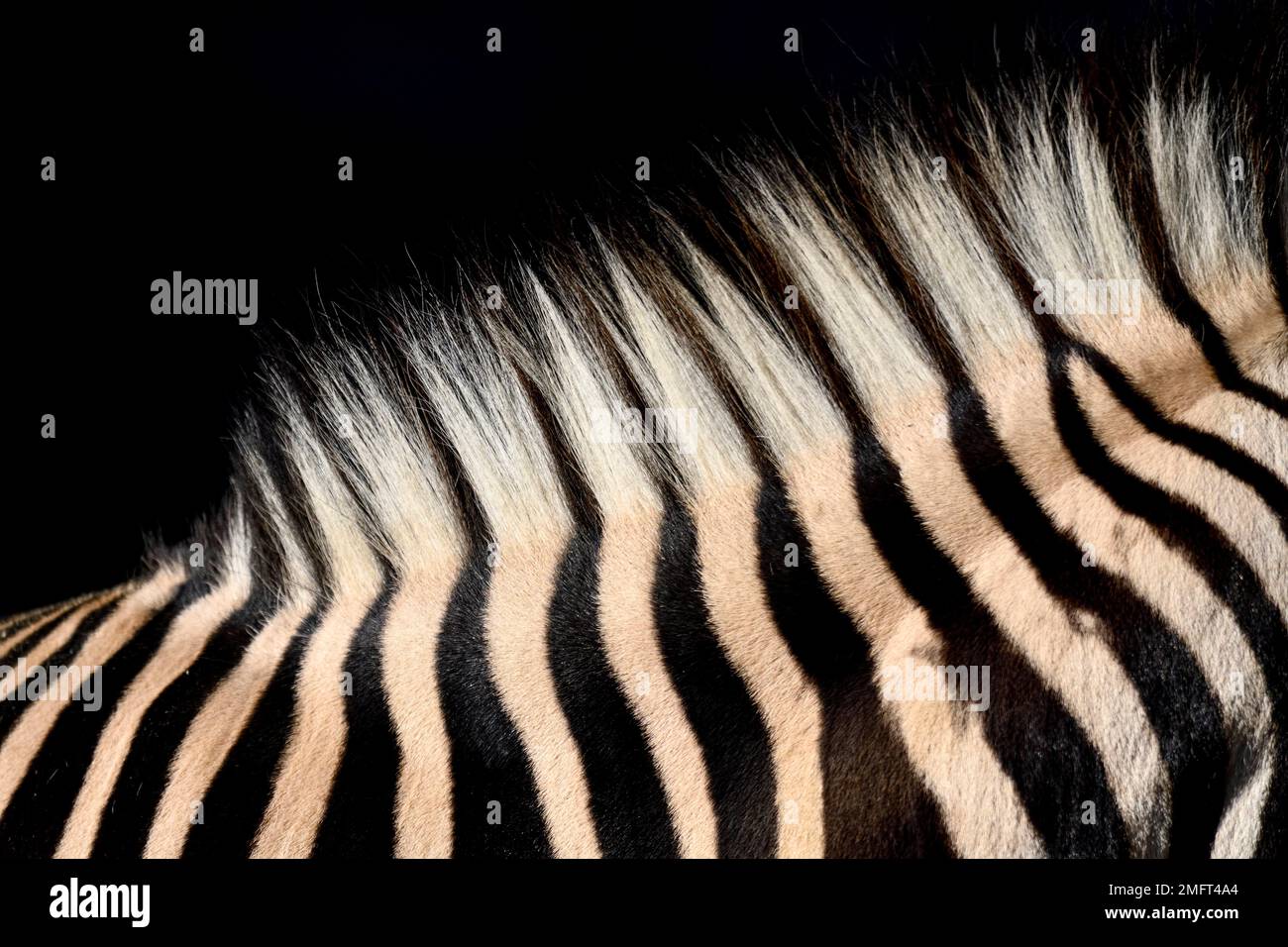 Mane detail hi-res stock photography and images - Alamy