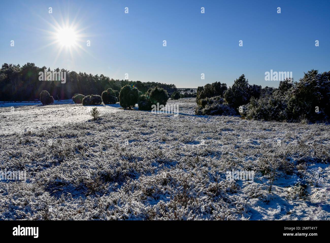 Snow-covered landscape in the Lueneburg Heath nature Park, near ...