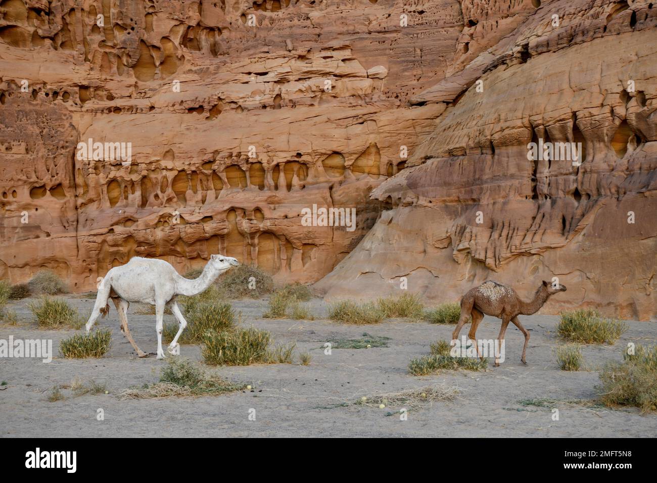 Dromedaries in the Ashar Valley, near AlUla, Medina Province, Saudi ...