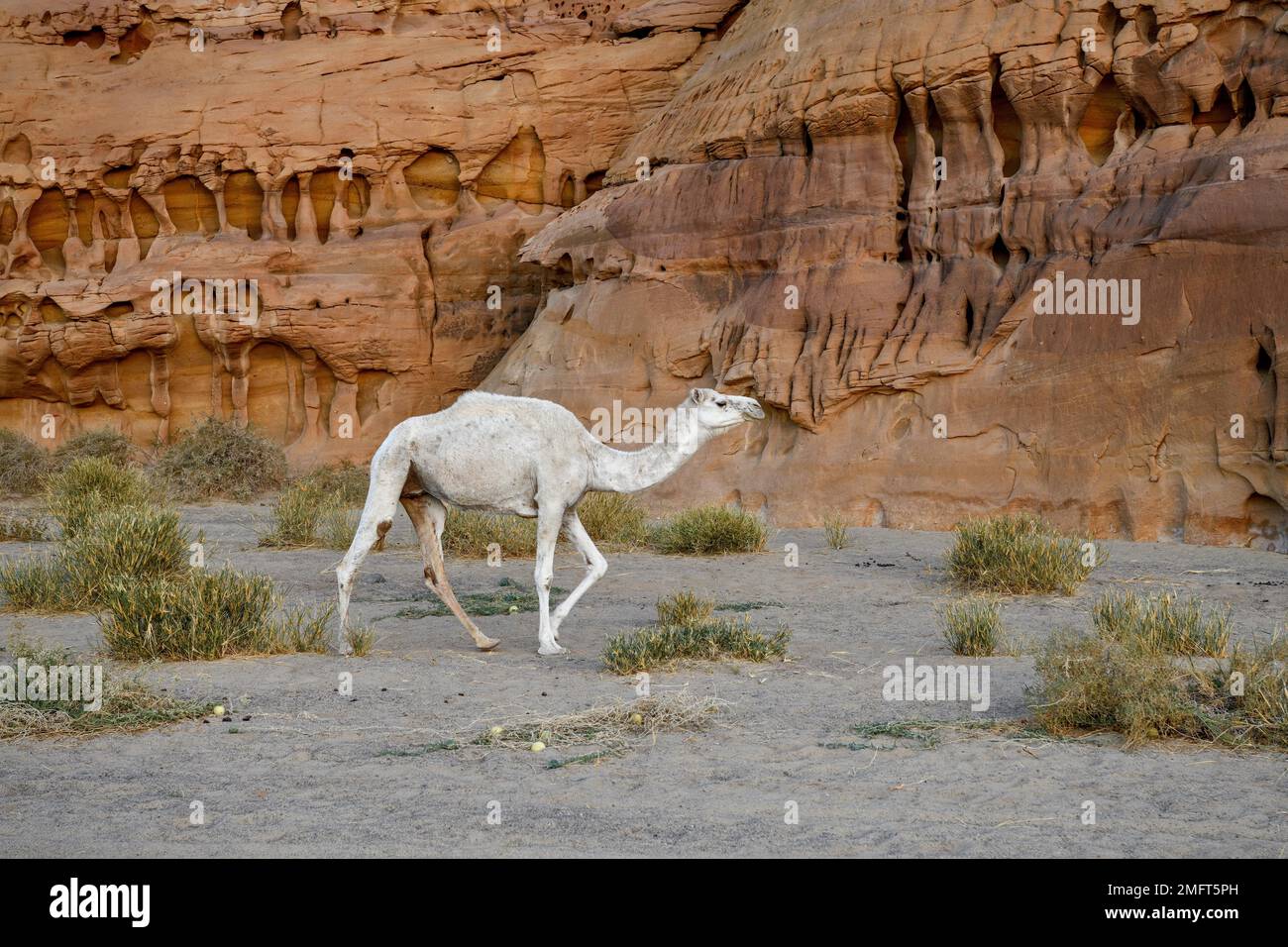 White dromedary in the Ashar Valley, near AlUla, Medina Province, Saudi ...