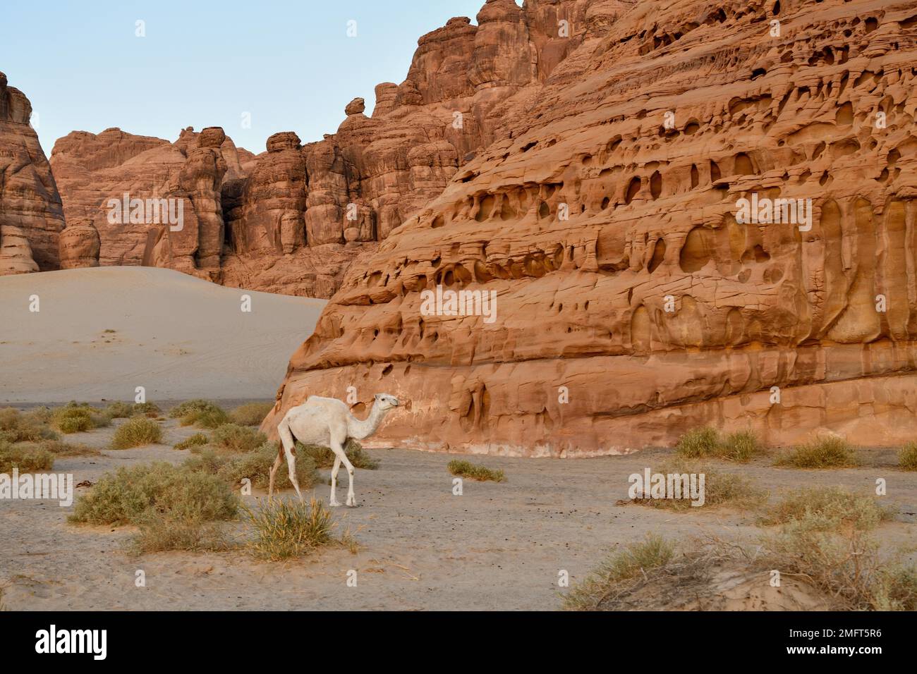 White dromedary in the Ashar Valley, near AlUla, Medina Province, Saudi ...