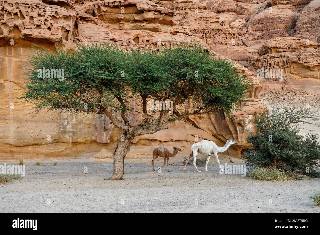 Dromedaries in the Ashar Valley, near AlUla, Medina Province, Saudi ...