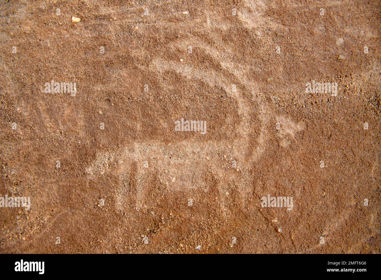 Rock engraving of an ibex near The Arch, also known as Rainbow Rock ...