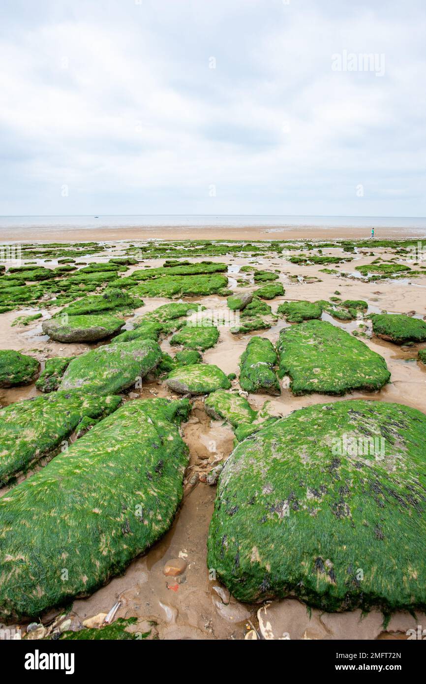 Low Tide, East Anglia coast, England, UK. A view of the sandy beach out ...